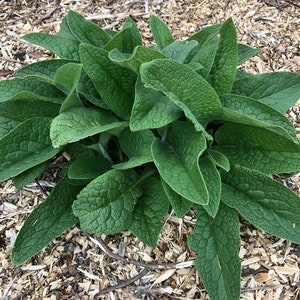 Bocking 14 Comfrey - Live Rooted Cutting - Organic NON GMO - Etsy
