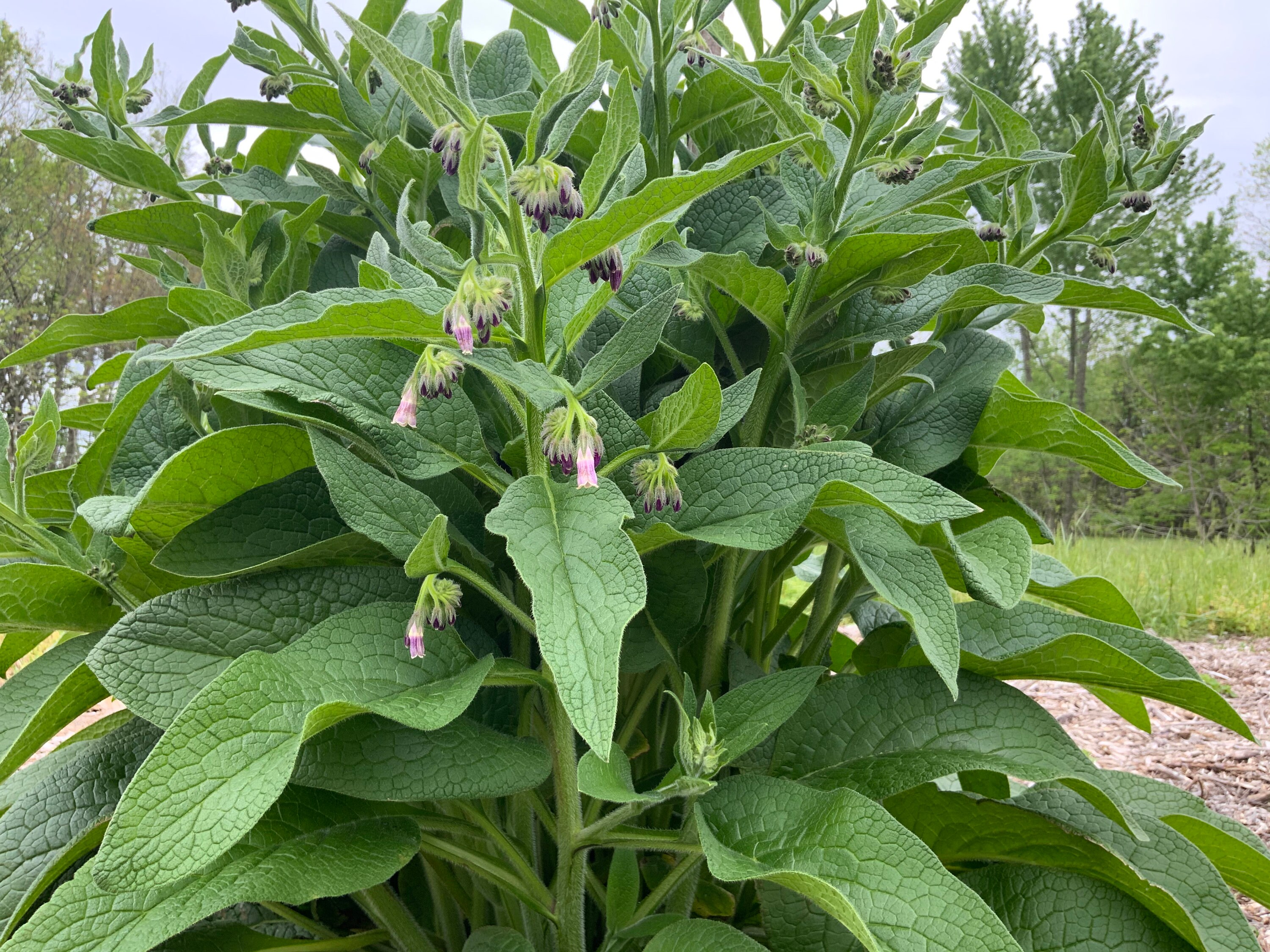 Comfrey Roots - Bocking 14 X 5 Roots Organically Grown - Etsy