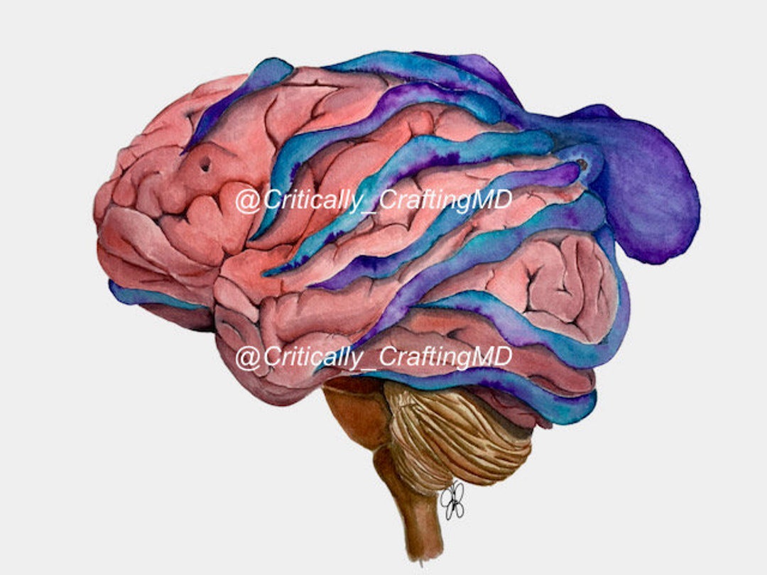 Octopus Brain - Etsy