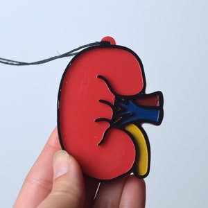 Anatomical Kidney Ornament, Kidney Ornament, Dialysis Ornament ...