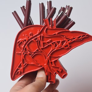 Red Liver Pen Holder, Medical Pen Holder, Gift for Doctor, Medical ...