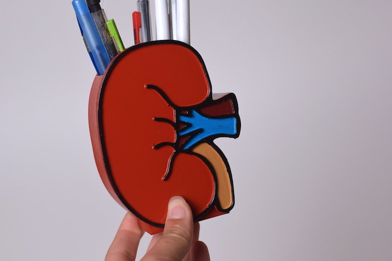 Anatomical Kidney Pen Holder Kidney Decor Dialysis Dialysis | Etsy