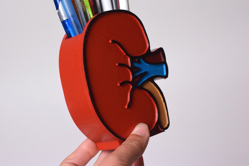Anatomical Kidney Pen Holder Kidney Decor Dialysis Dialysis | Etsy