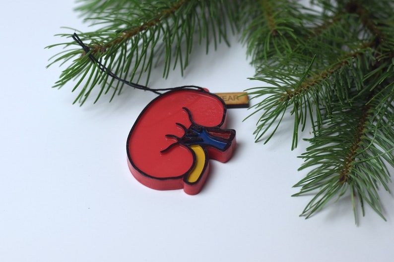 Anatomical Kidney Ornament Kidney Ornament Dialysis - Etsy