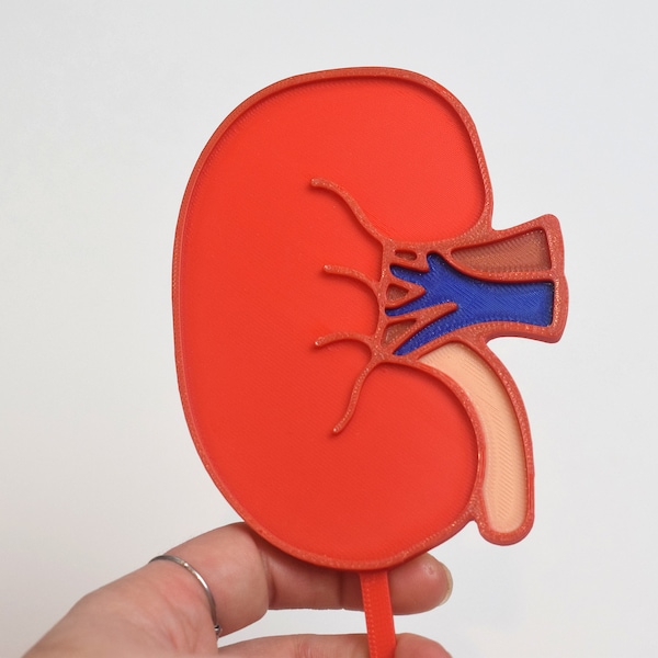 Kidney Gift - 60+ Gift Ideas for 2024