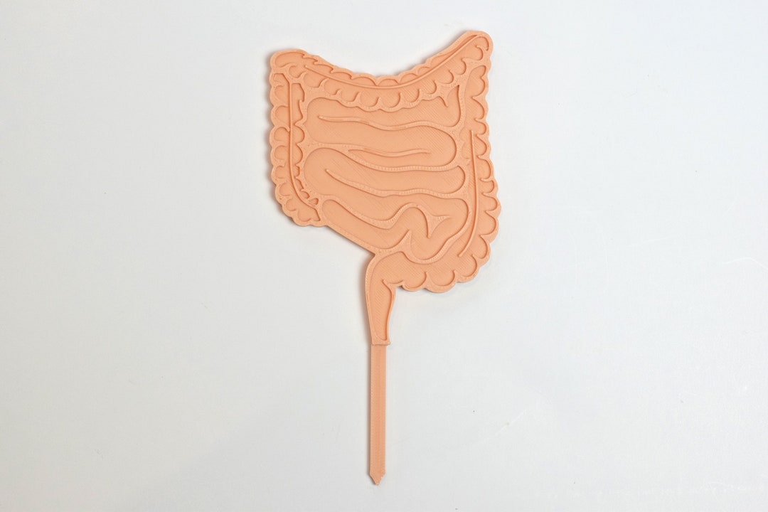 Intestine Cake Topper Intestine Gift Digestive Gastrointestinal ...