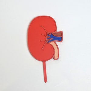 Kidney Cake Topper Kidney Transplant Kidney Gift Dialysis Medical Cake ...