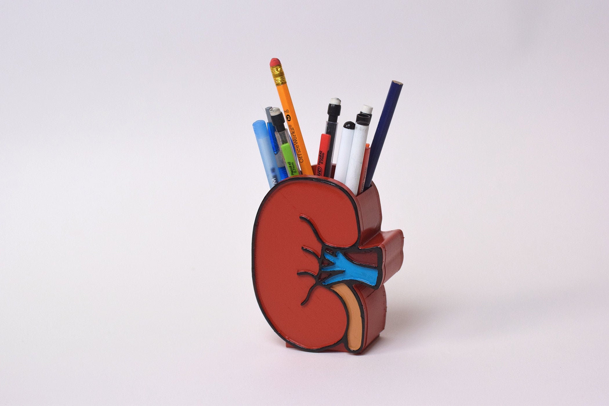 Anatomical Kidney Pen Holder Kidney Decor Dialysis Dialysis - Etsy