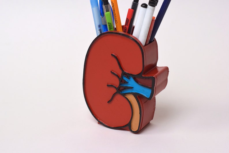 Anatomical Kidney Pen Holder Kidney Decor Dialysis Dialysis | Etsy
