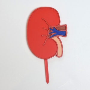 Kidney Cake Topper Kidney Transplant Kidney Gift Dialysis Medical Cake ...