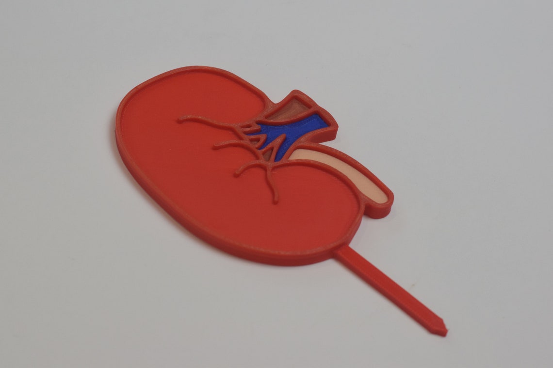 Kidney Cake Topper: Medical Party Decor Transplant Gift - Etsy