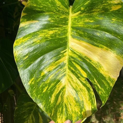Hawaiian Giant Golden Pothos - Etsy