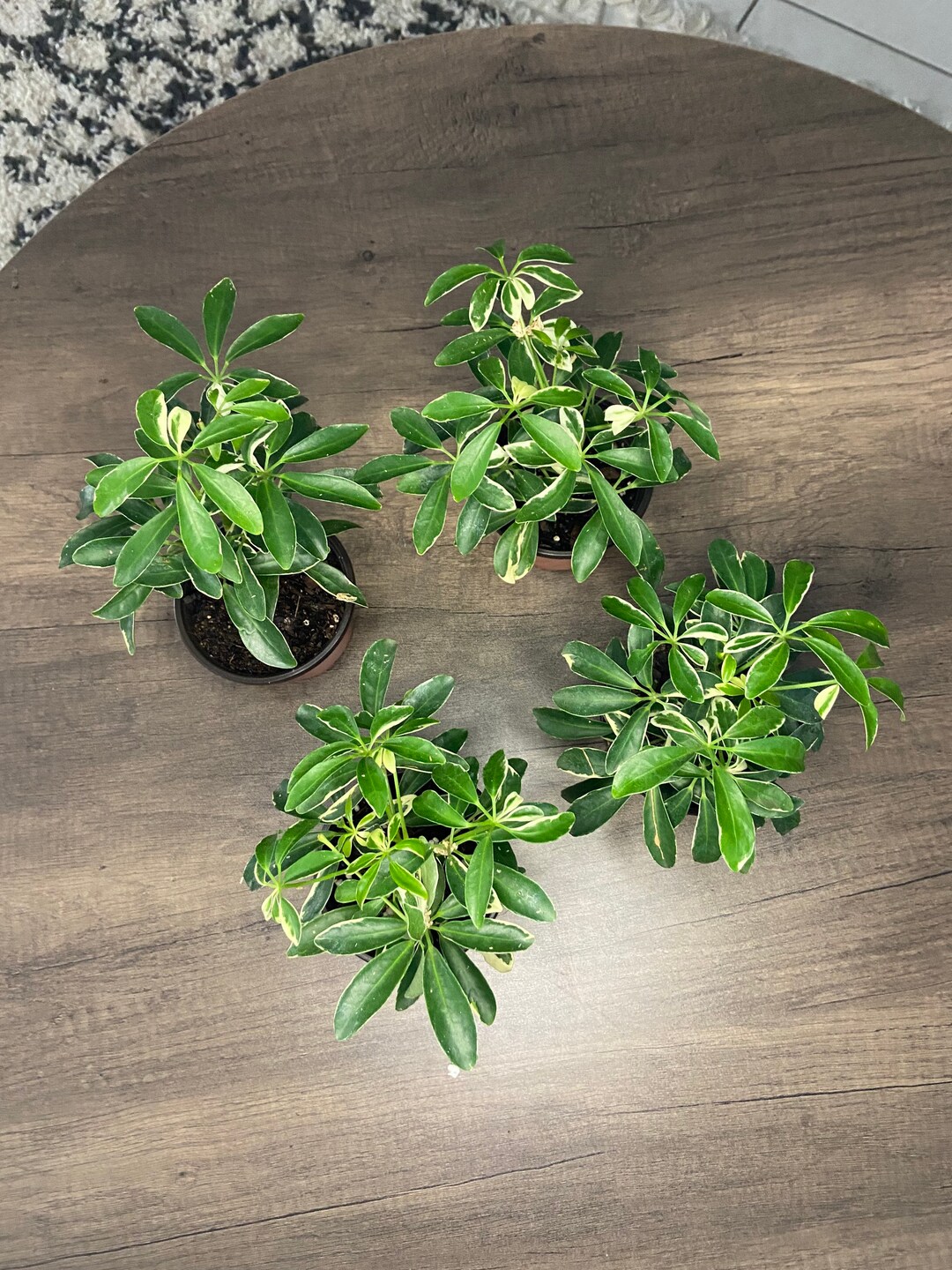 Schefflera Arboricola Moondrop Dwarf Umbrella Plant Gift - Etsy Israel