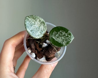 Hoya Mathilde Splash - Etsy