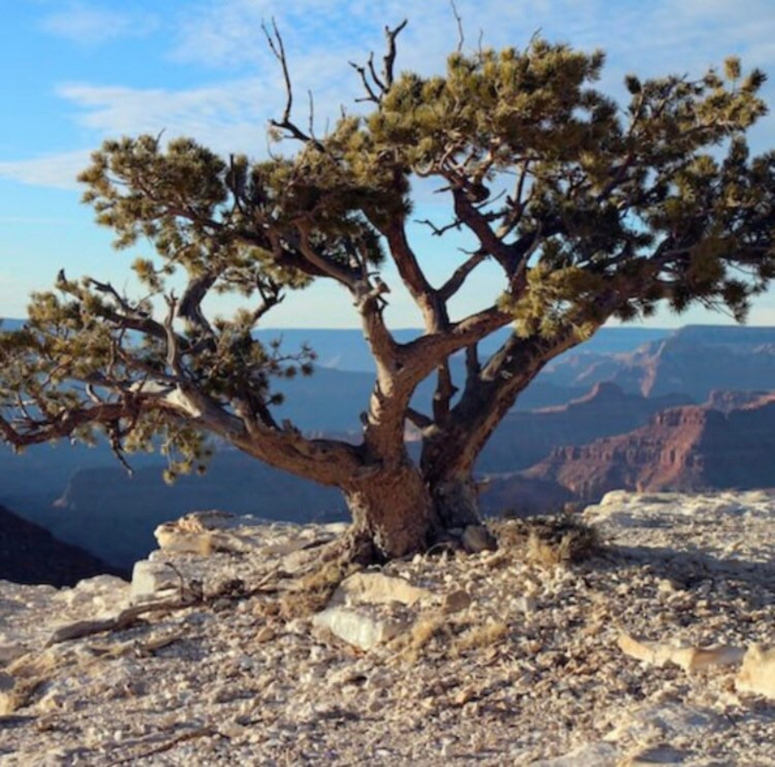 Piñon Pine Infused Body Oil: New Mexico Pinyon Sap + Lip Balm - Etsy