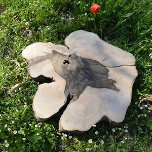 Beech Tree Art Print, Tree Ring Art - Etsy