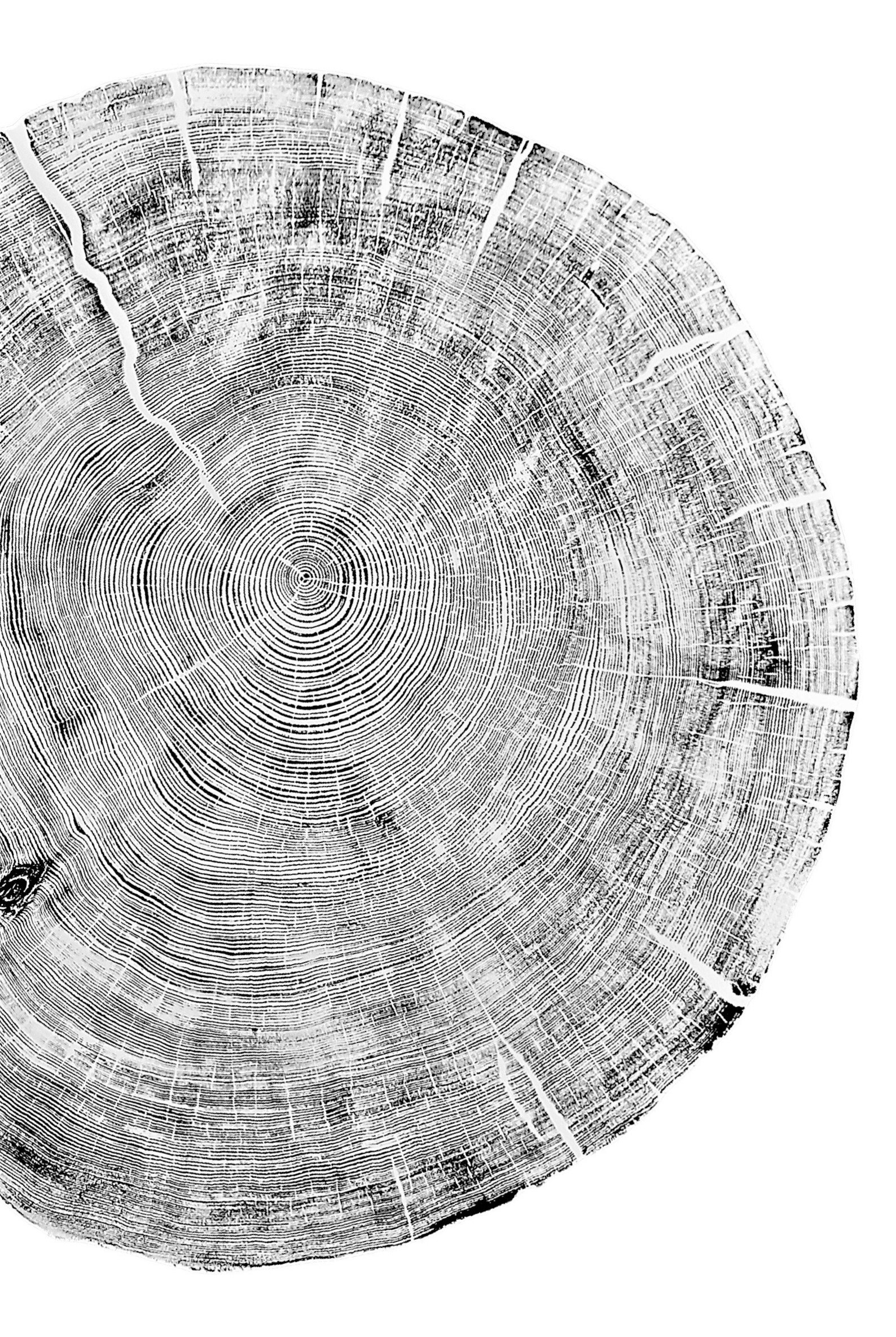 Set of 2 Tree Ring Print Hand Pressed Wood Block Print Huge - Etsy