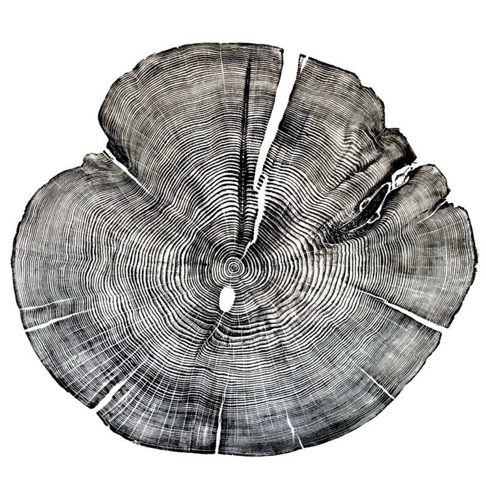 Set of 2 Tree Ring Print Hand Pressed Wood Block Print Huge - Etsy