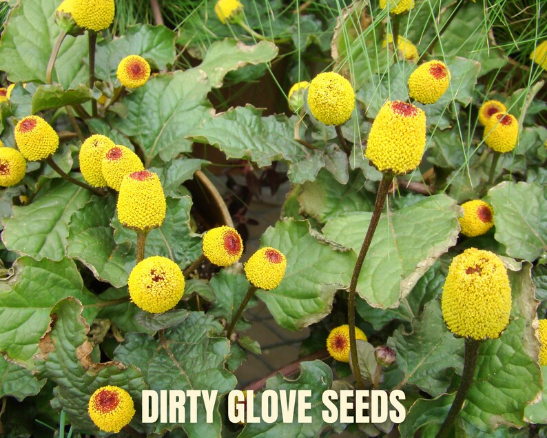 Toothache Plant buzz Buttons 50 Seeds Culinary - Etsy