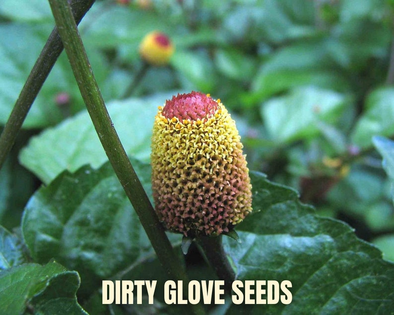 Toothache Plant buzz Buttons 50 Seeds Culinary - Etsy