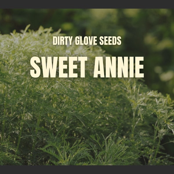 Dried Sweet Annie - Etsy
