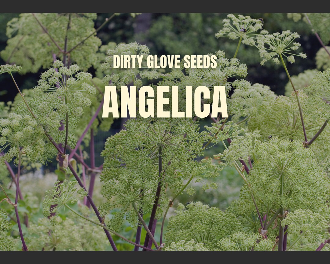 Angelica Holy Ghost 50 Seeds Heirloom Medicinal & - Etsy