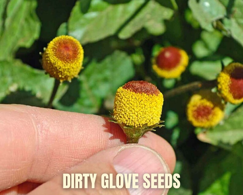 Toothache Plant buzz Buttons 50 Seeds Culinary - Etsy