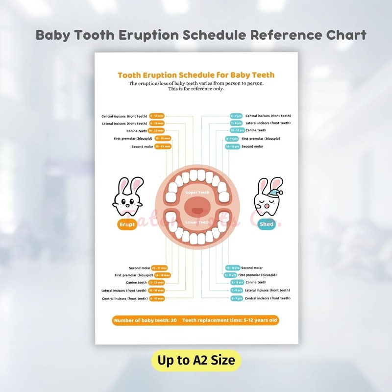 Tooth Eruption Chart - Etsy