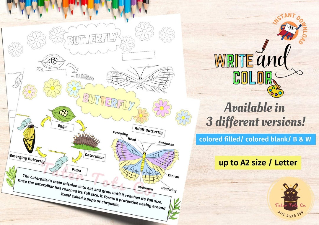 Butterfly Lifecycle DIY Write and Color Poster Engaging - Etsy