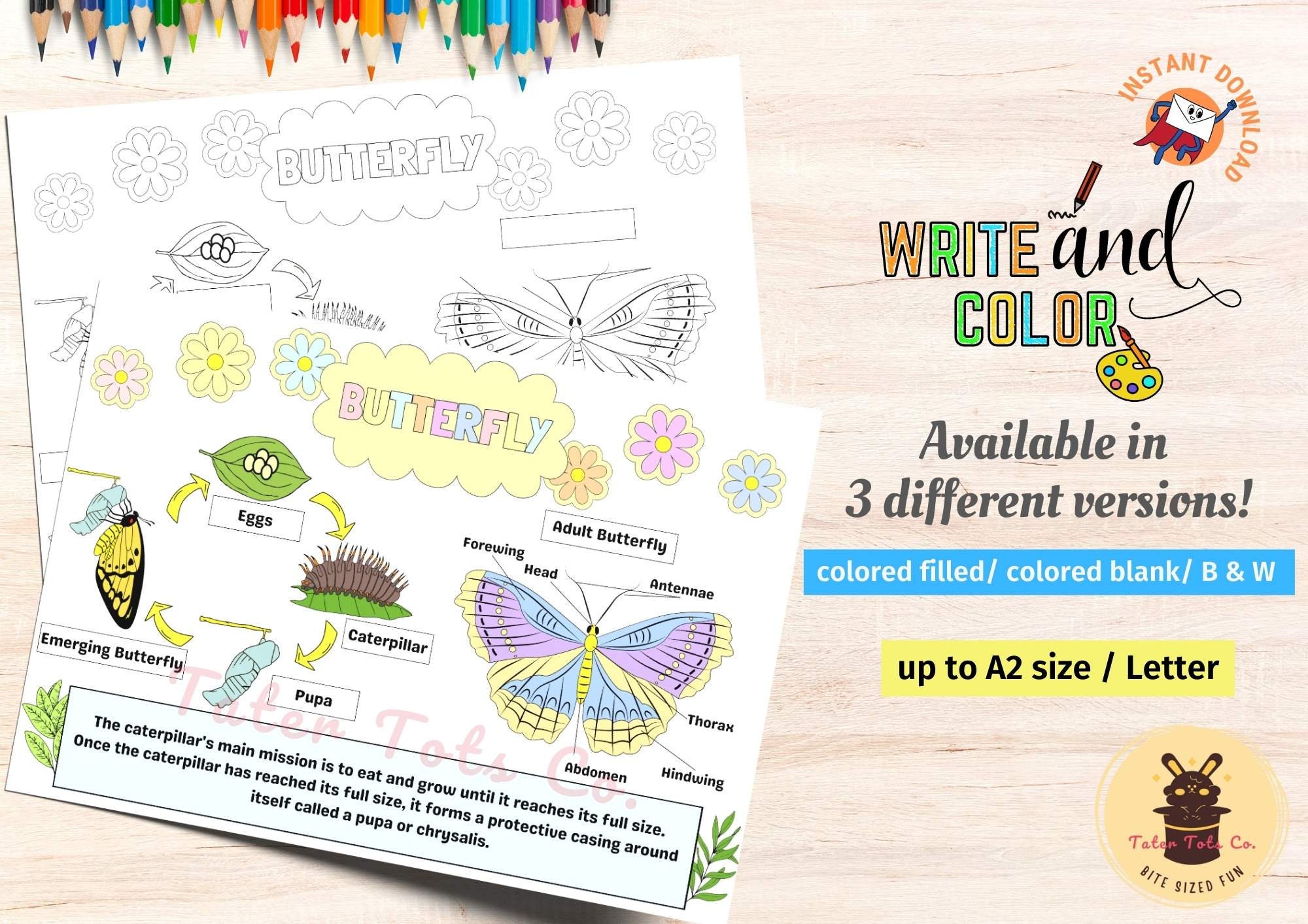 Butterfly Lifecycle DIY Write and Color Poster Engaging - Etsy