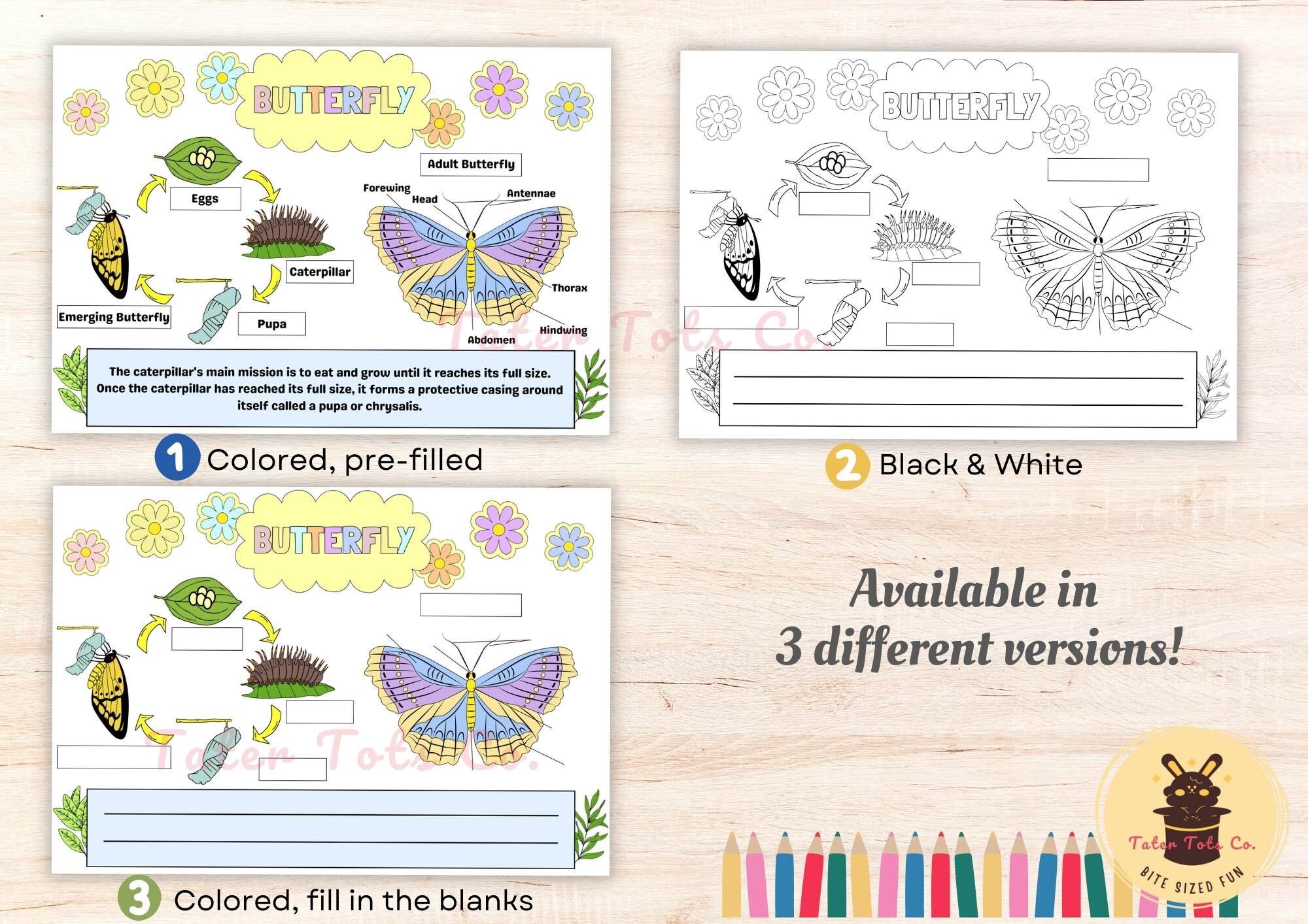 Butterfly Lifecycle DIY Write and Color Poster Engaging - Etsy