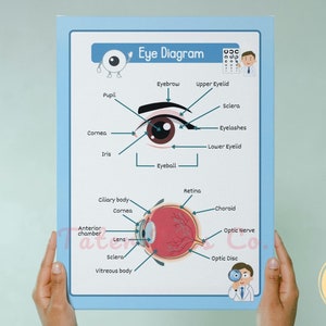 Parts of the Eye Diagram, Health Care Tips and Safety Habits Set of 3 ...