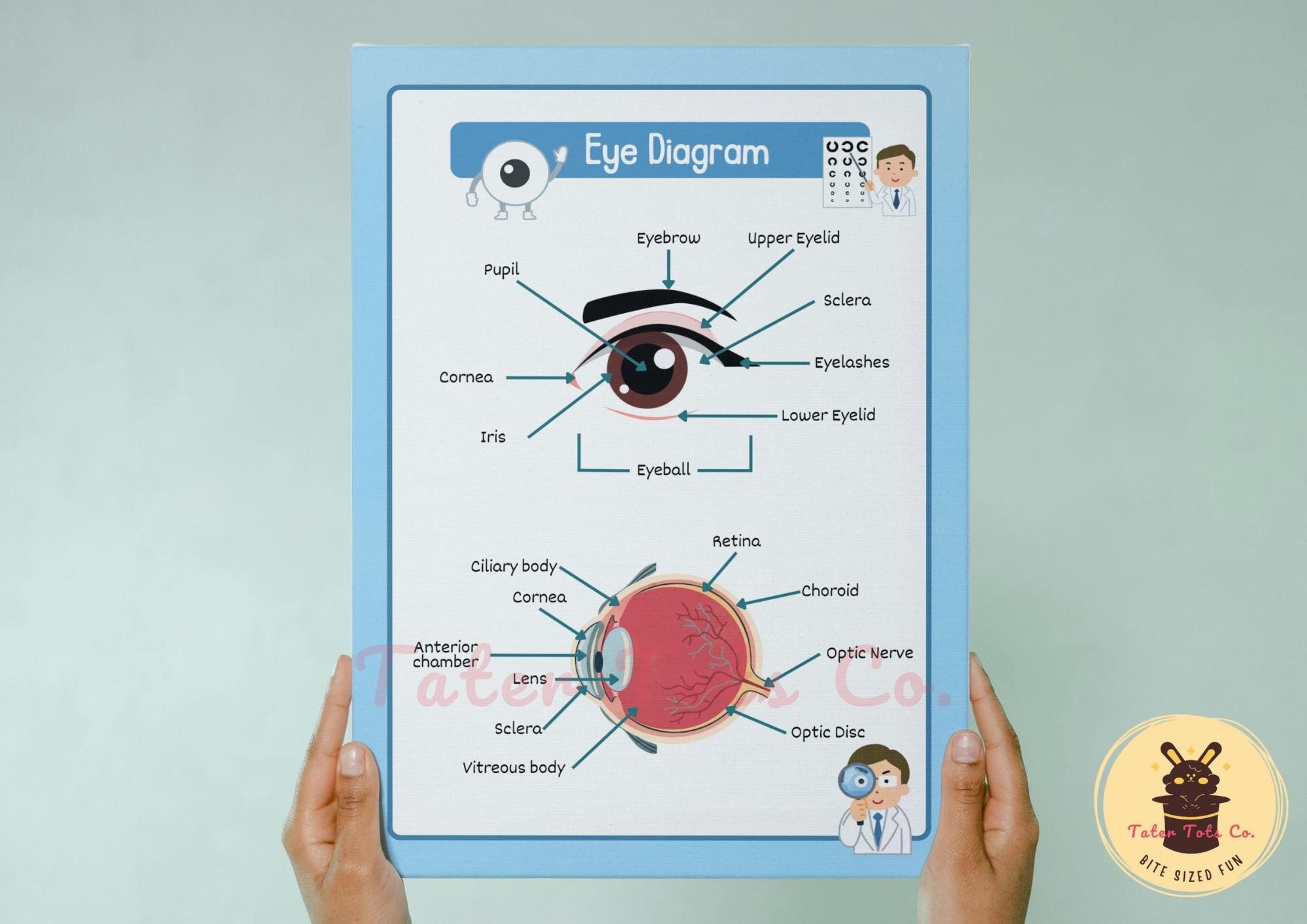 Parts of the Eye Diagram, Health Care Tips and Safety Habits Set of 3 ...