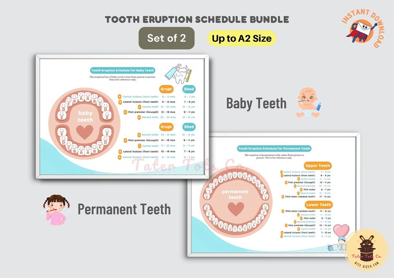 Baby & Permanent Tooth Eruption Chart Set: Dental Development Guide ...