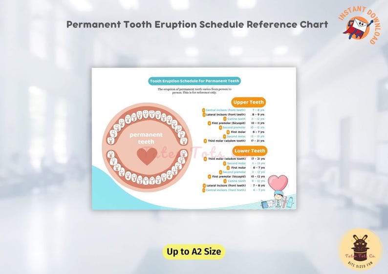 Permanent Tooth Eruption Schedule Reference Chart Landscape Version ...