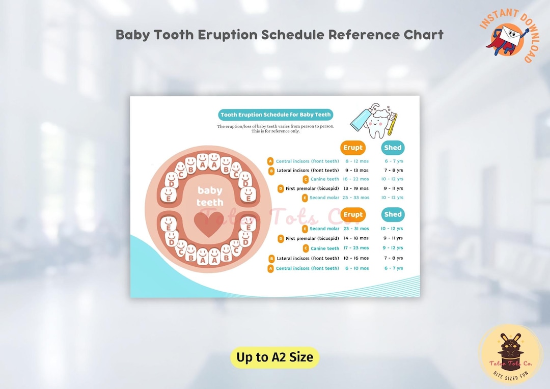 Baby Tooth Eruption Schedule Reference Chart Landscape Version Instant ...