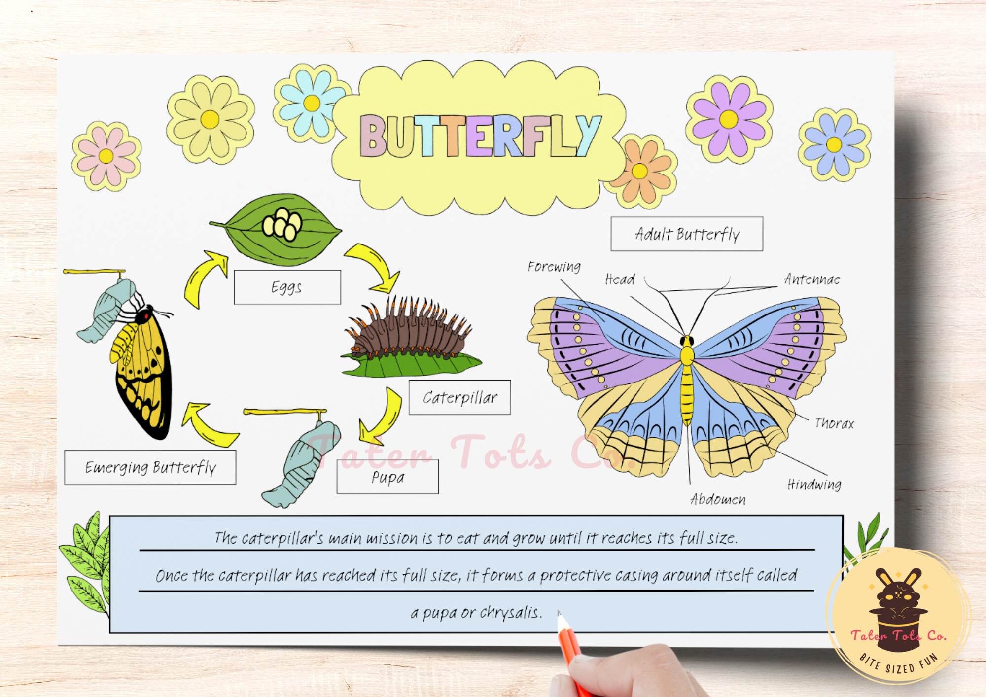 Butterfly Lifecycle DIY Write and Color Poster Engaging Preschool ...