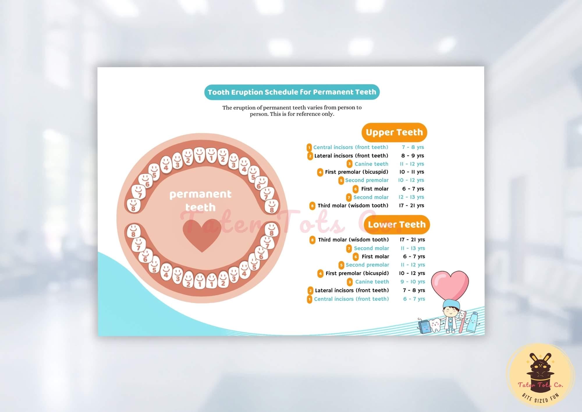 Permanent Tooth Eruption Schedule Reference Chart Landscape Version ...
