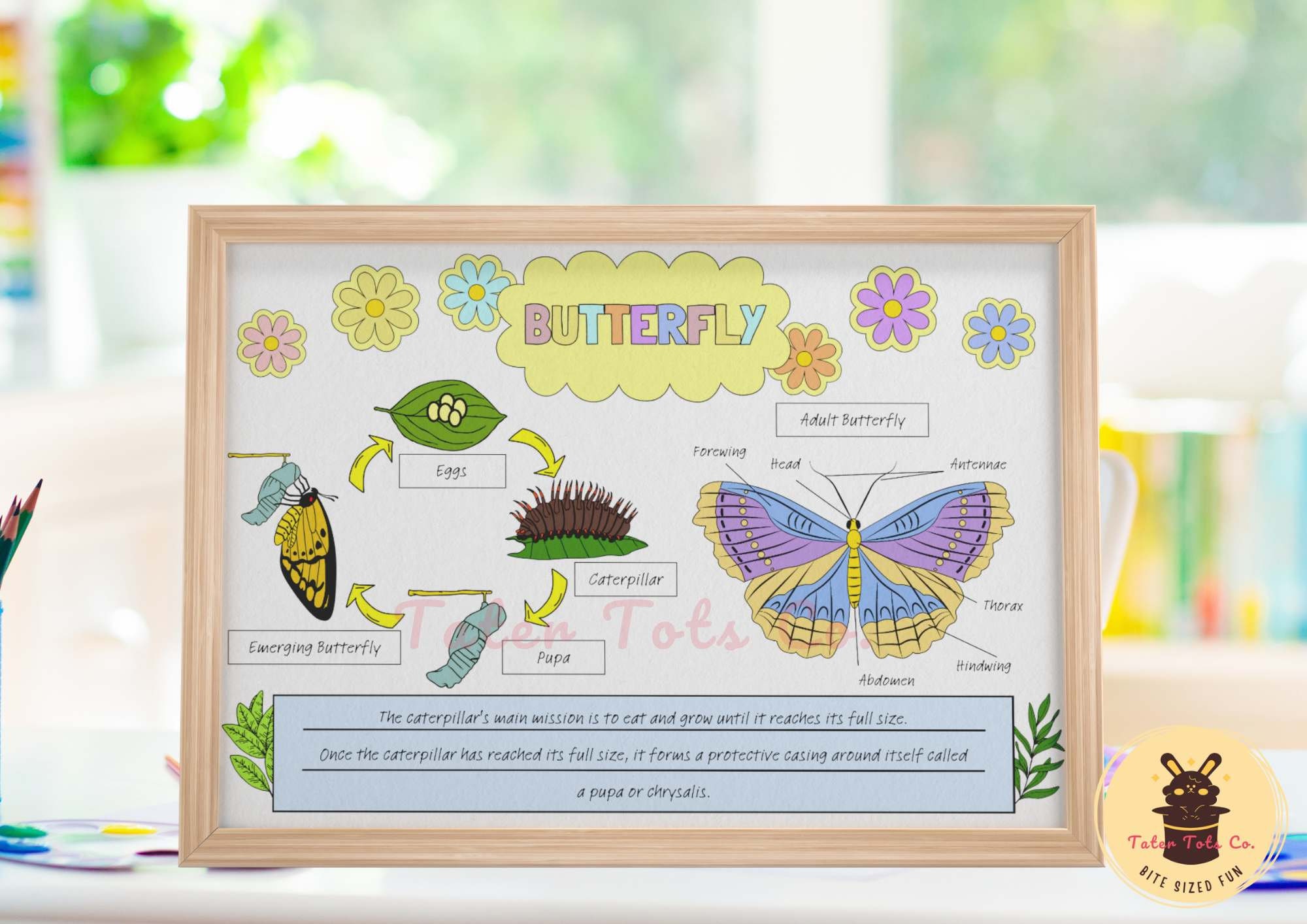 Butterfly Lifecycle DIY Write and Color Poster Engaging - Etsy