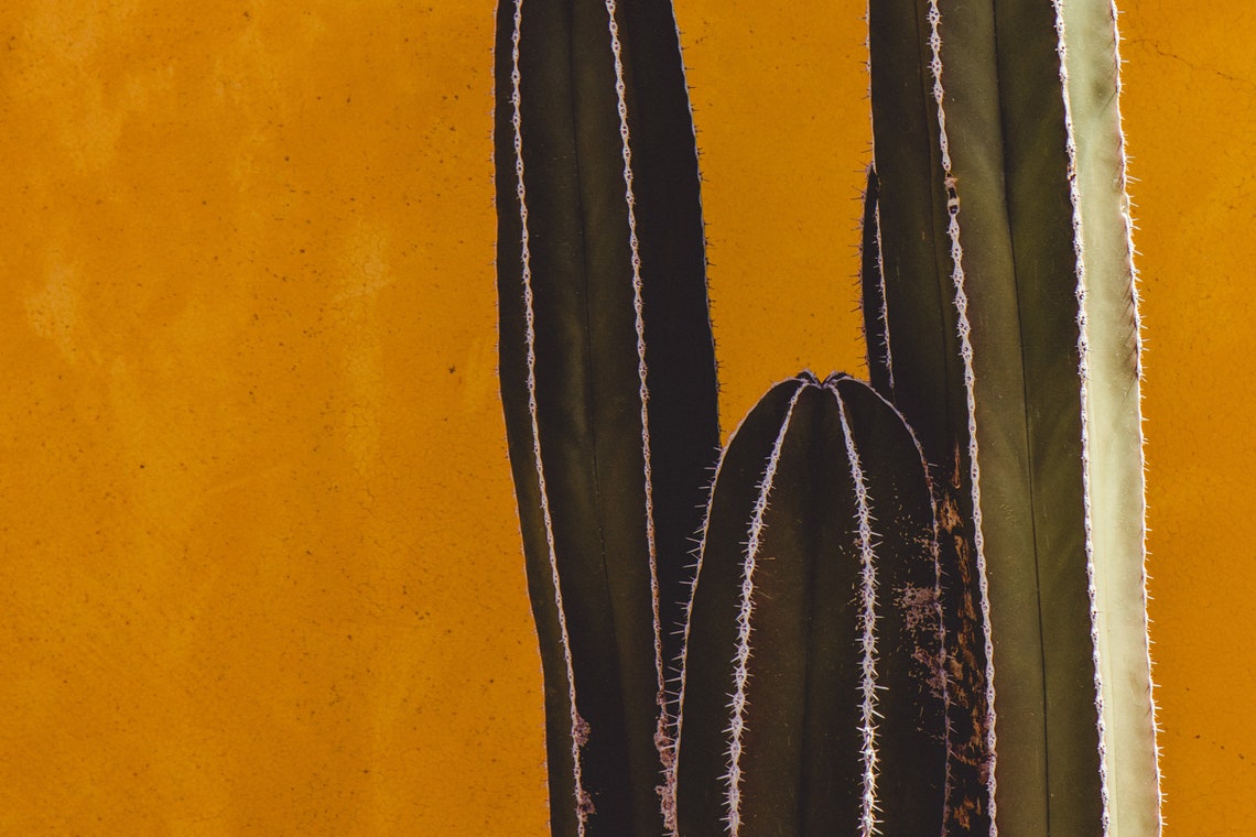 Cactus Wall Art Southwestern Decor Cactus Prints Minimal | Etsy