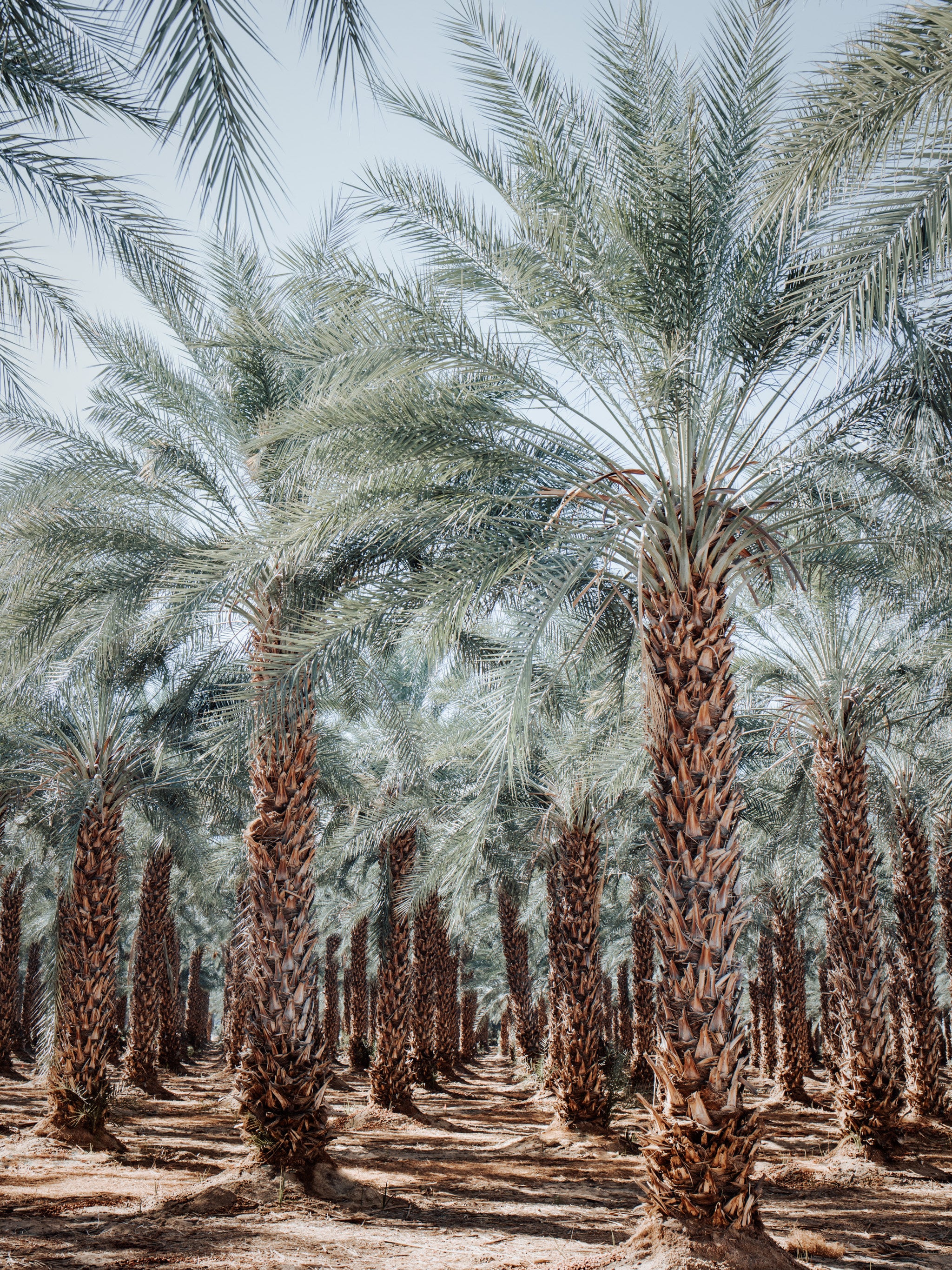 Fine Art Photography Print, Palm Tree Printable Wall Art, Tropical ...