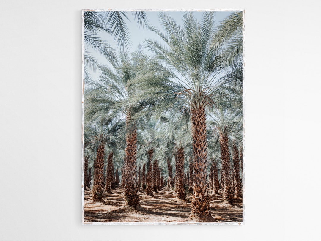 Fine Art Photography Print, Palm Tree Printable Wall Art, Tropical ...