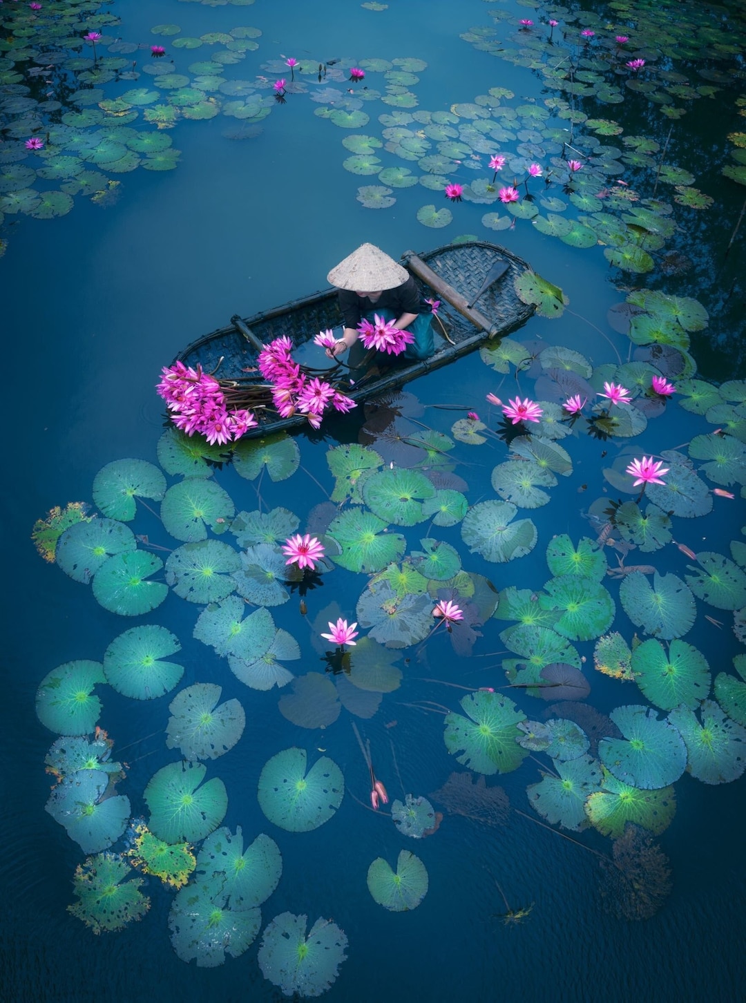 Purple Water Lilies Wall Art and Decor Purple Water Lilies Canvas Water ...