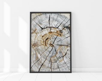 Tree Slice Wall Art - Etsy