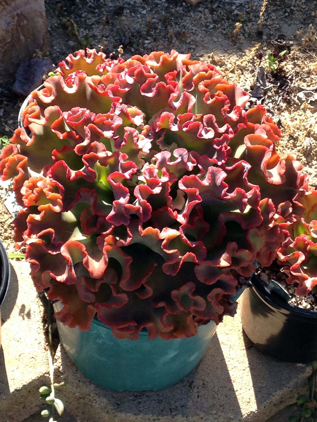 Echeveria Meridian Dick Wright Hybrid One Gallon Size Free Shipping - Etsy