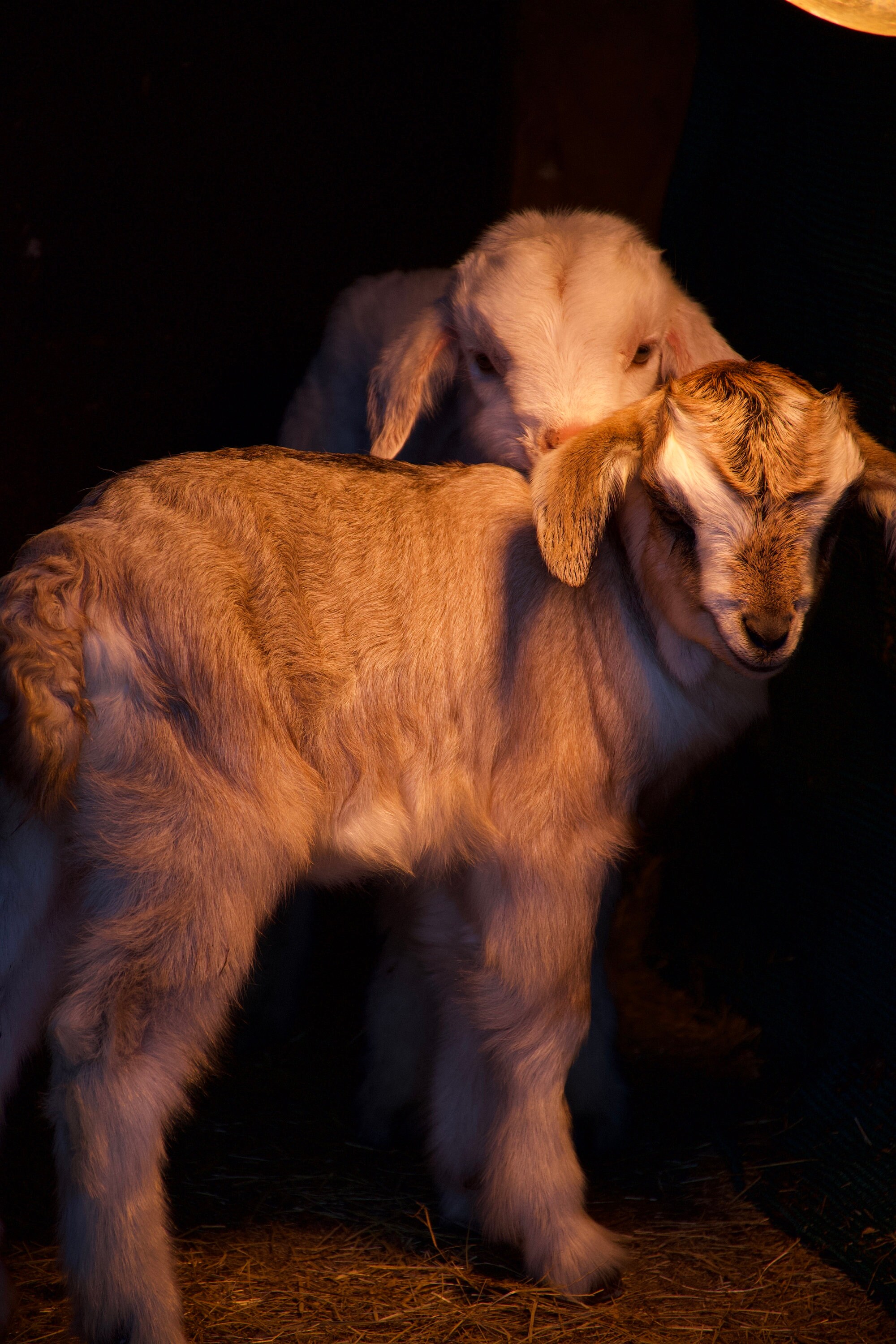 Baby Goats Kids Photography Card Blank - Etsy