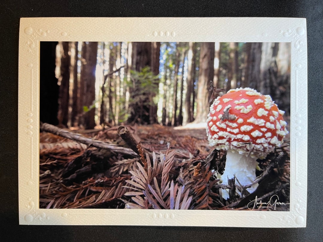Forest Toadstool Photography Card Blank - Etsy