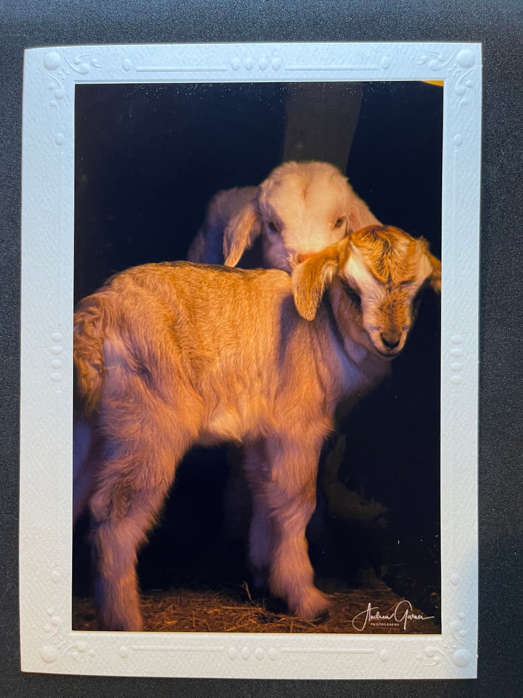 Baby Goats Kids - Photography Card - Blank - Etsy