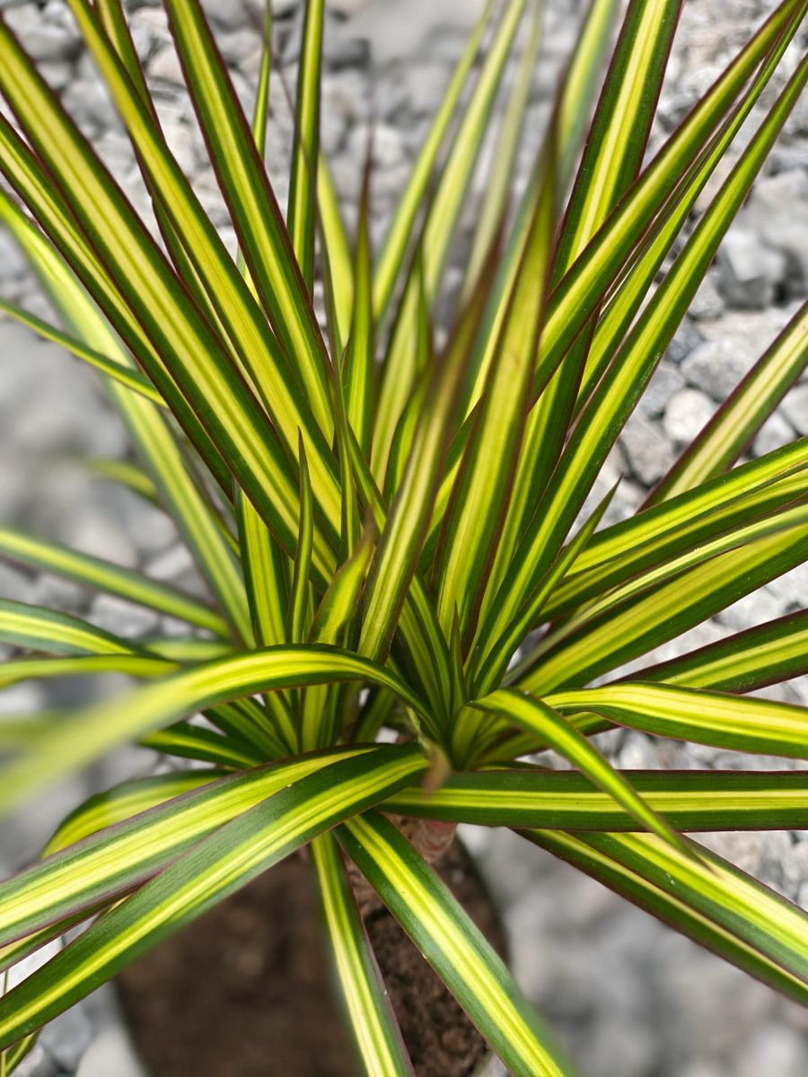 8 variegated marginata tip | Etsy