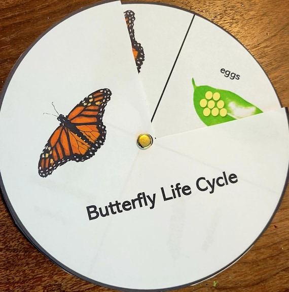 Butterfly Life Cycle Pasta Craft